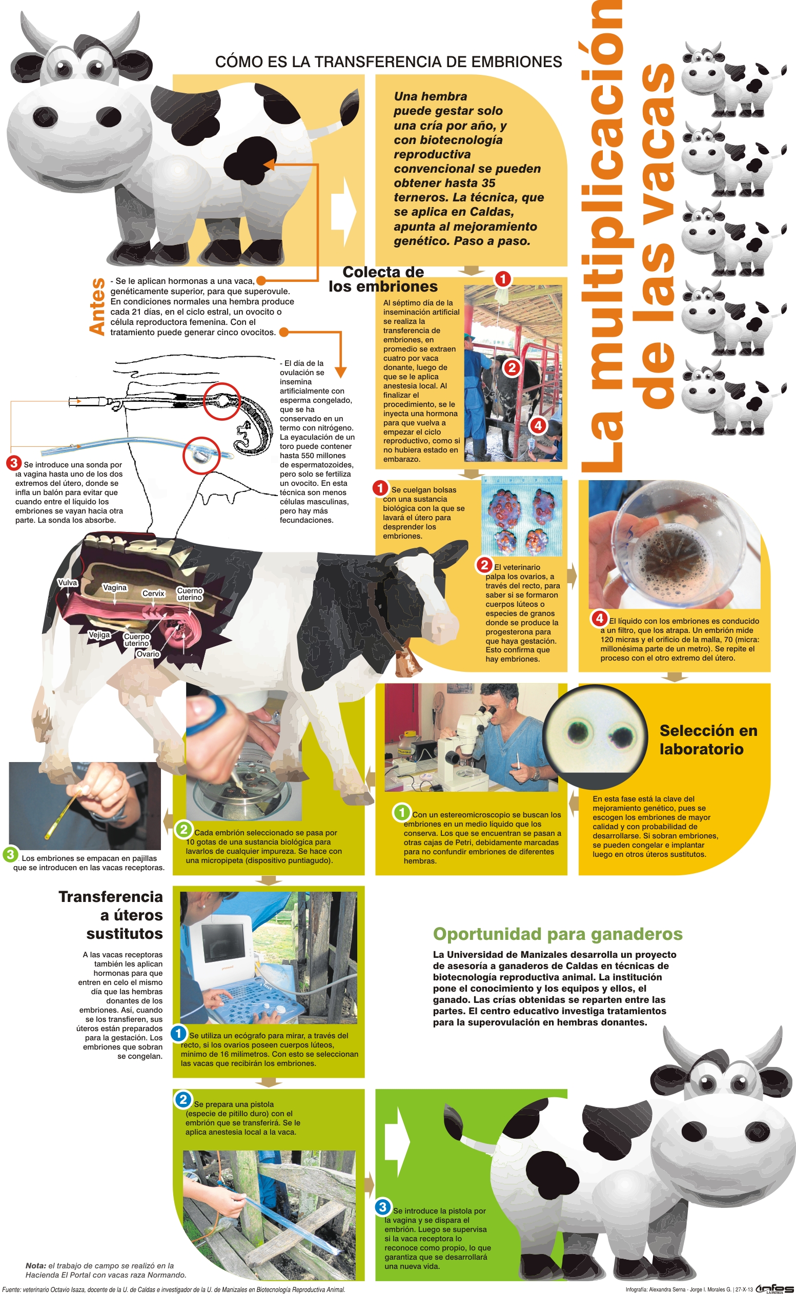 La multiplicación de las vacas